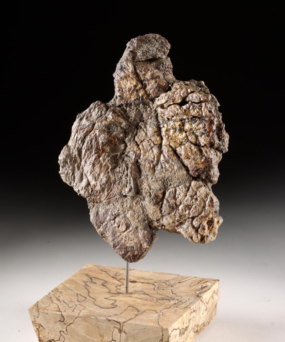 Lot - Fossilized Triceratops Dinosaur Frill Plate Fragment