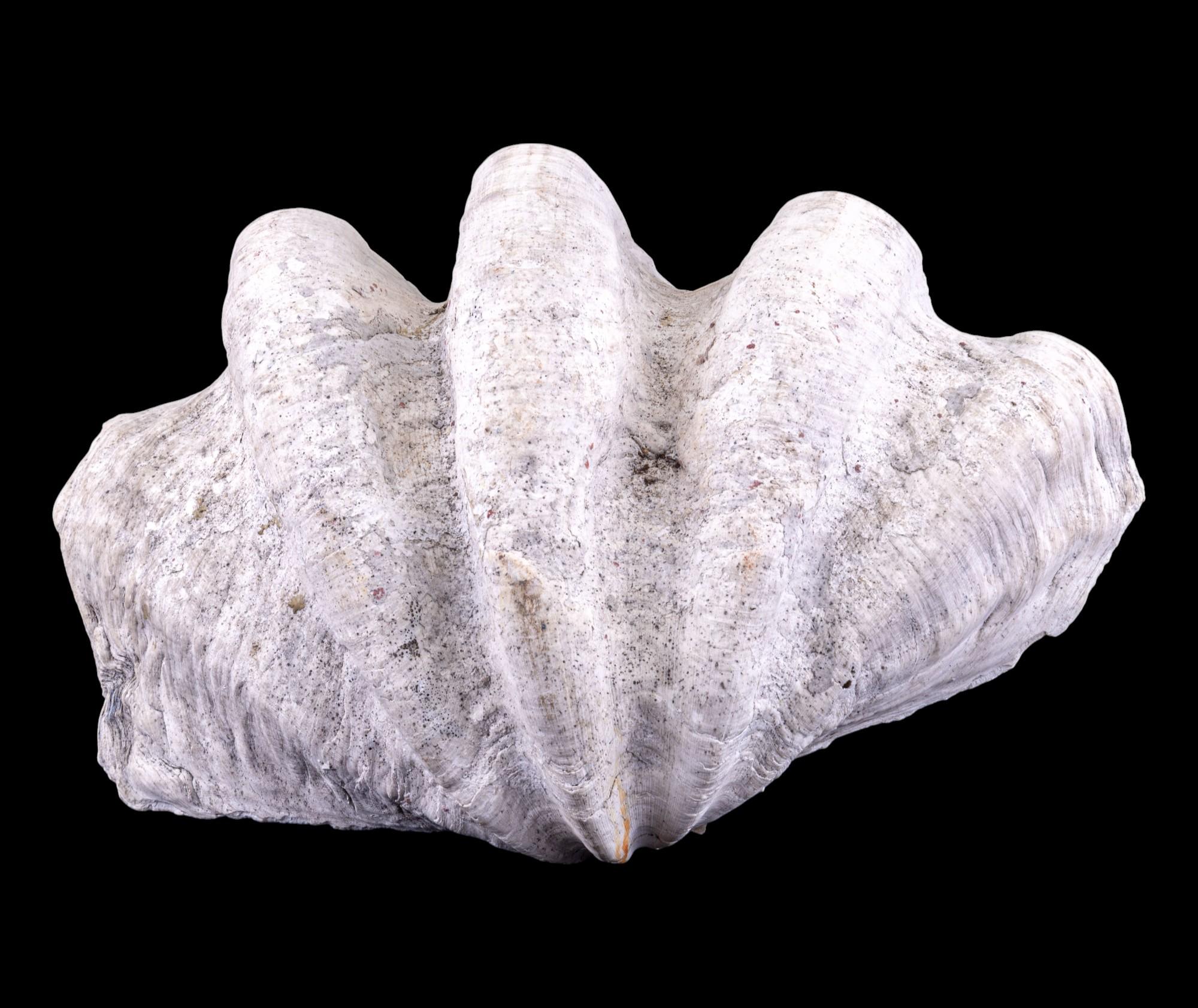At Auction: Giant Clam Shell Tridacna Gigas (~19.25" W)