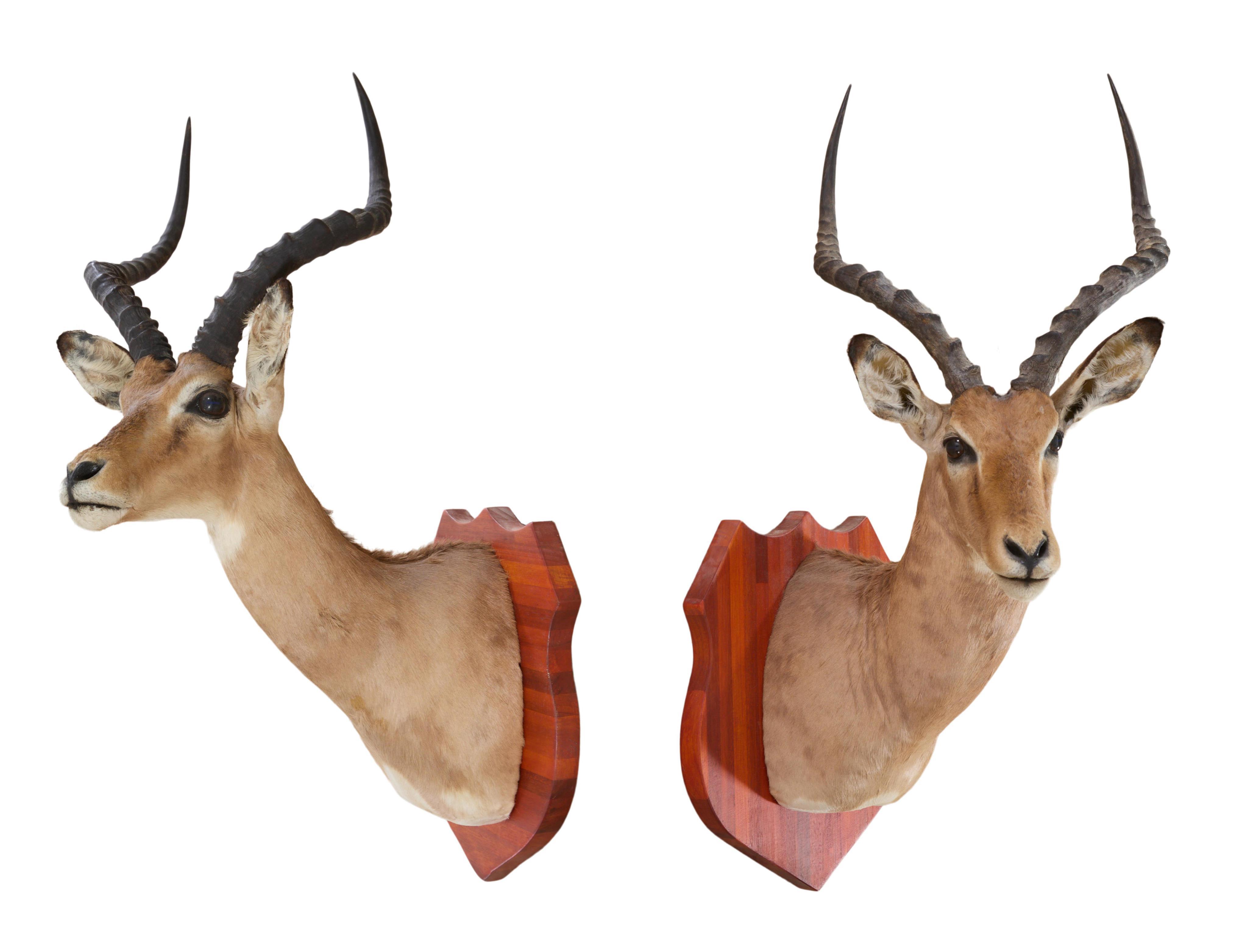 Lot - Two Impala Taxidermy Shoulder Mounts, 20th c., Each- H.- 40 in ...