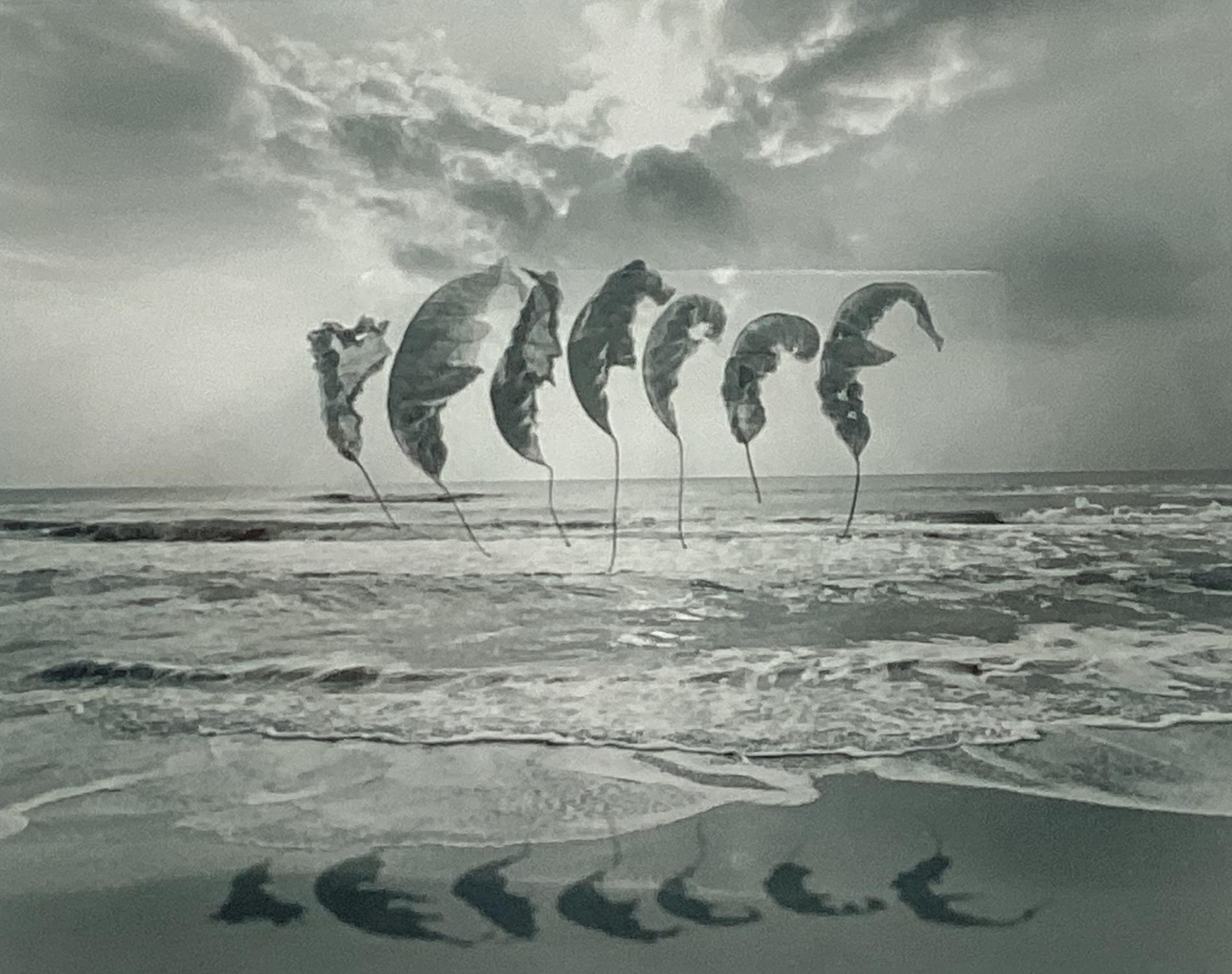 Lot - Jerry Uelsmann Floating Leaves Photograph