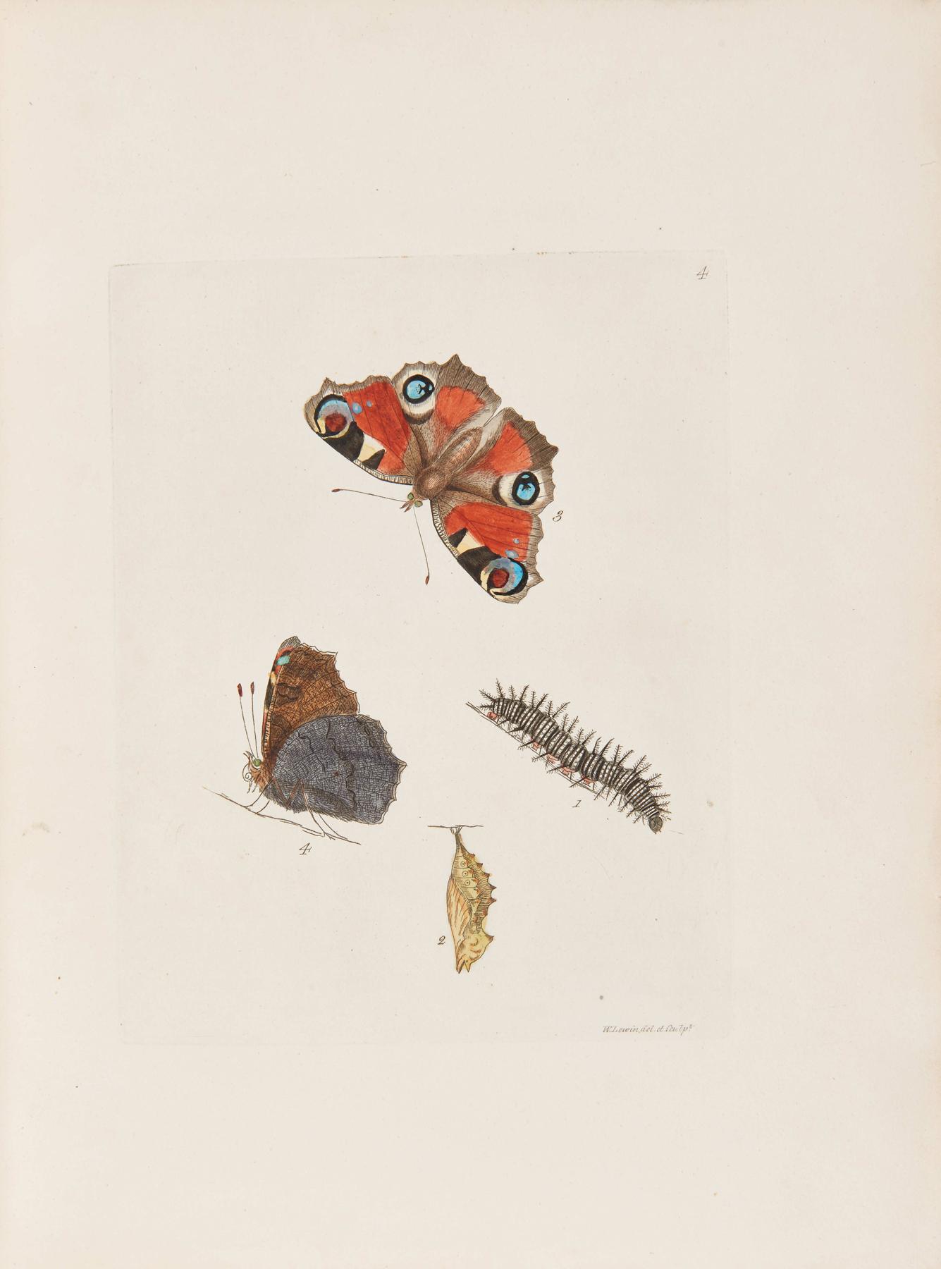Bid Now: LEWIN, William (1747-1795) - Les Papillons de la Grande ...