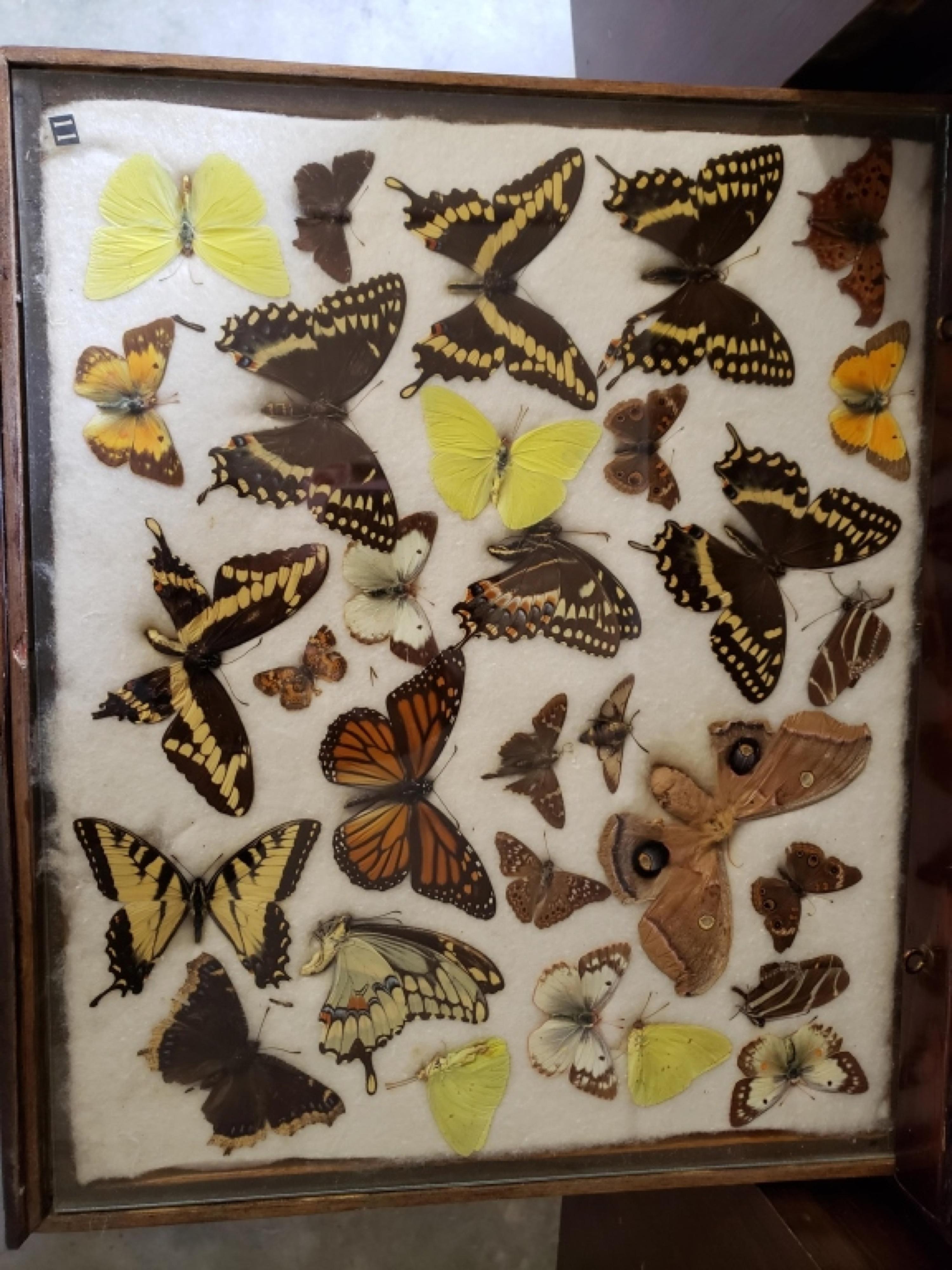 Sold Price: Antique Butterfly Collection & Cabinet - January 6, 0122 10 ...