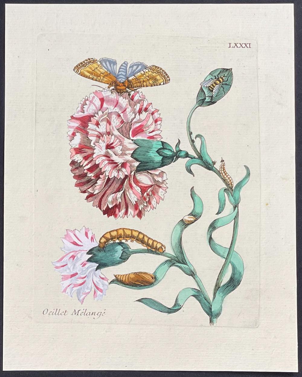Bid Now: Merian - Carnation & Moth Metamorphosis. 81 - November 6, 0122 ...